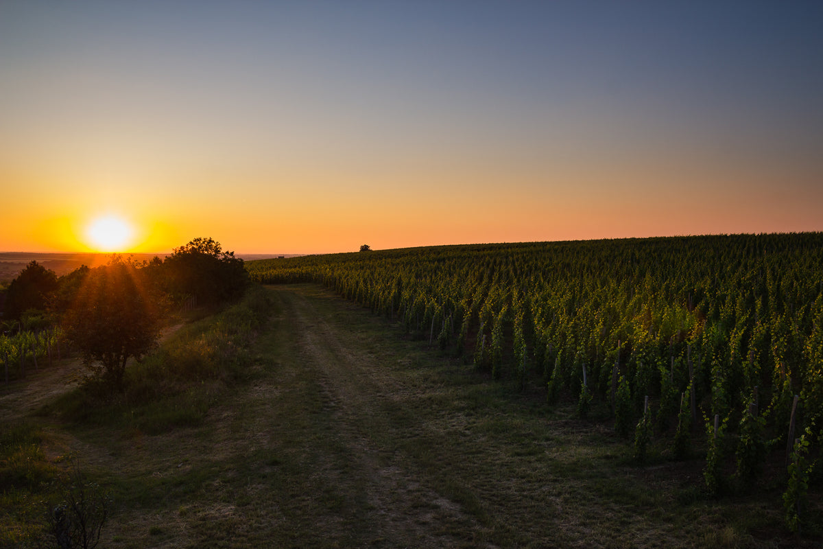 Strekov 1075 – Context Wines